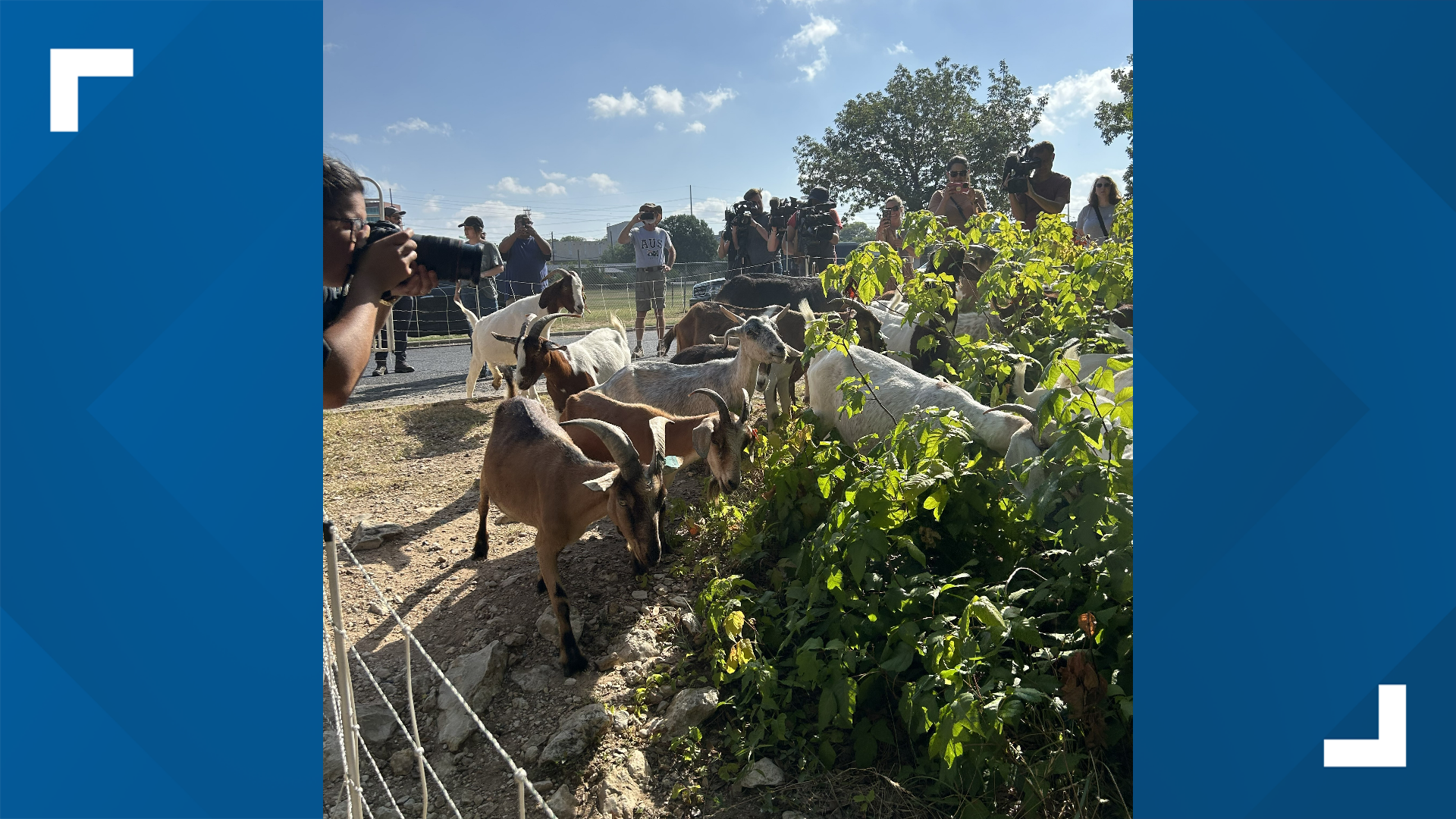 Austin, Texas, goats help clear poison ivy from Hike & Bike Trail ...