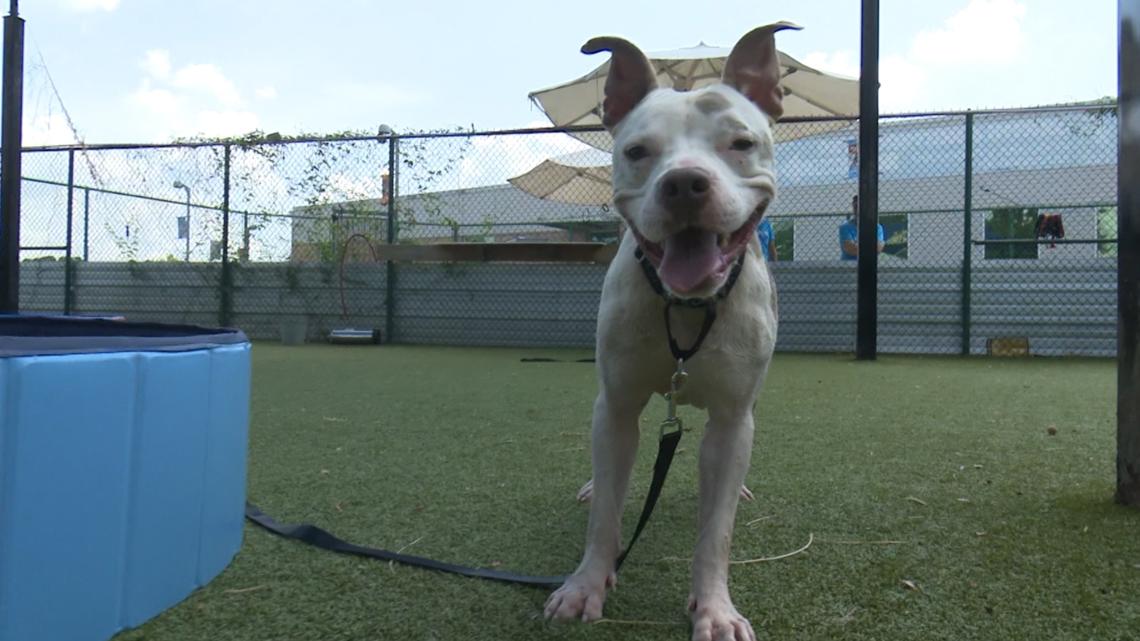 Austin Animal Center hosts Hot Dogs and Cool Cats adoption event | kvue.com