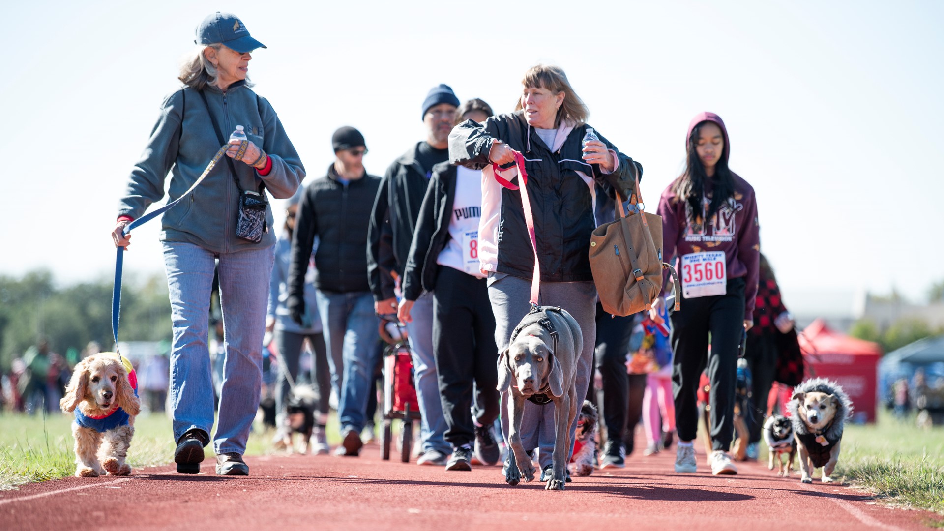 Austin-area pups fetch new world record at Mighty Texas Dog Walk | kvue.com