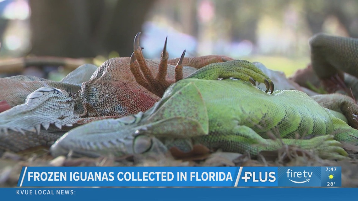 Stunned iguanas fall from Florida trees during cold snap | kvue.com