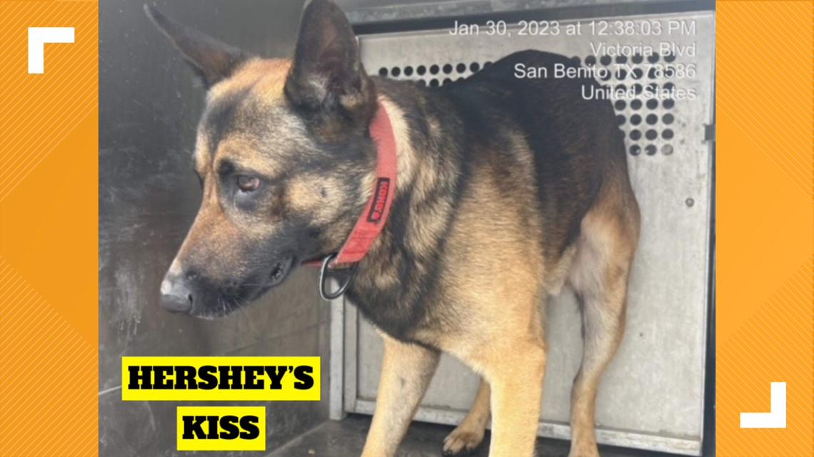 PHOTOS: Dogs sent to Austin from South Texas shelter need fosters ...