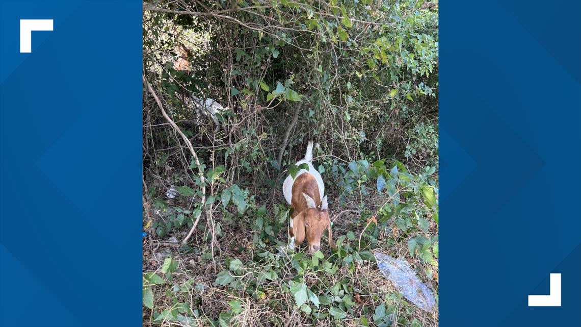 Austin, Texas, goats help clear poison ivy from Hike & Bike Trail ...