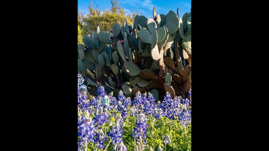 How to harvest bluebonnet seeds and when to pull up your plants | kvue.com