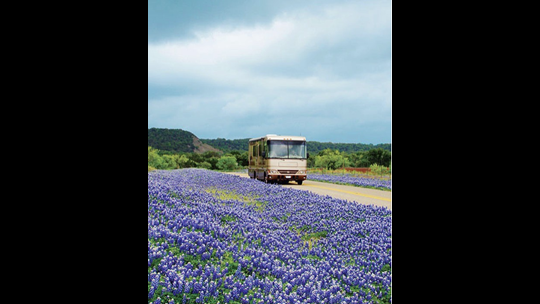 How to harvest bluebonnet seeds and when to pull up your plants | kvue.com