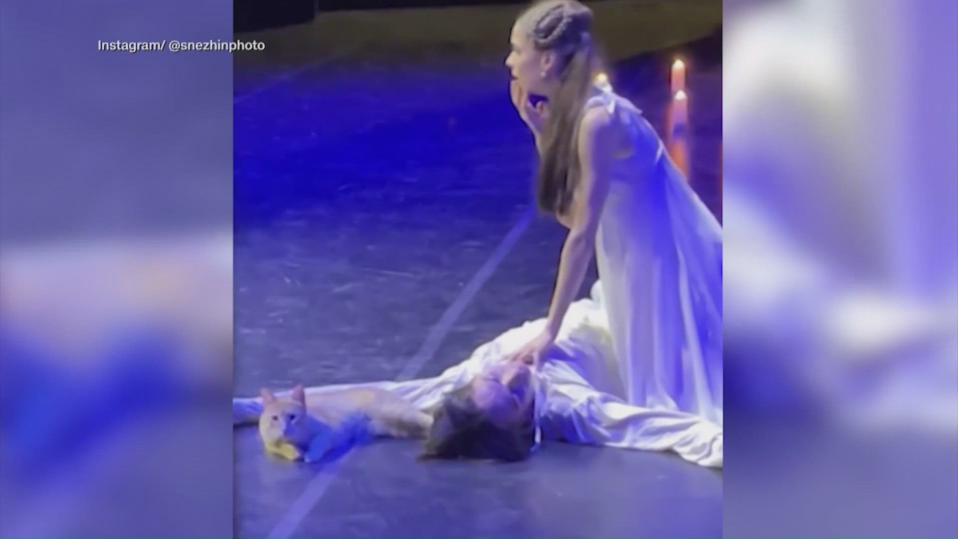 Stray cat crashes 'Romeo & Juliet' performance in Turkey | kvue.com