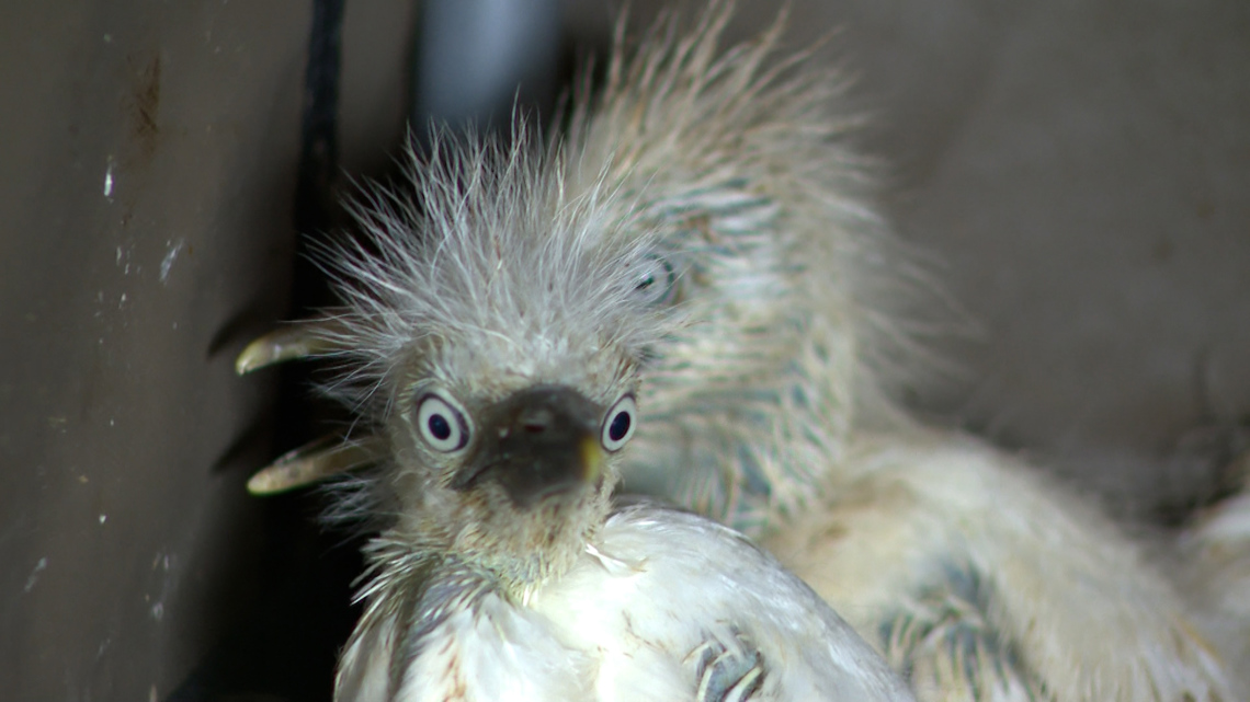 Austin Wildlife Rescue takes in 60 birds displaced by Beryl | kvue.com