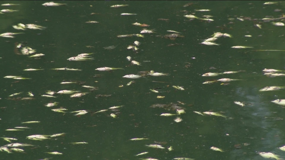 Around 500 fish found dead at Austin's Mueller Lake Park | kvue.com