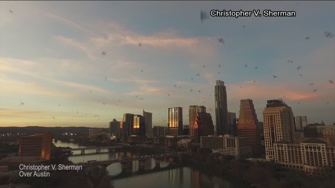 Austin Bat Fest 2023: Bat watching tips, weekend forecast and road ...
