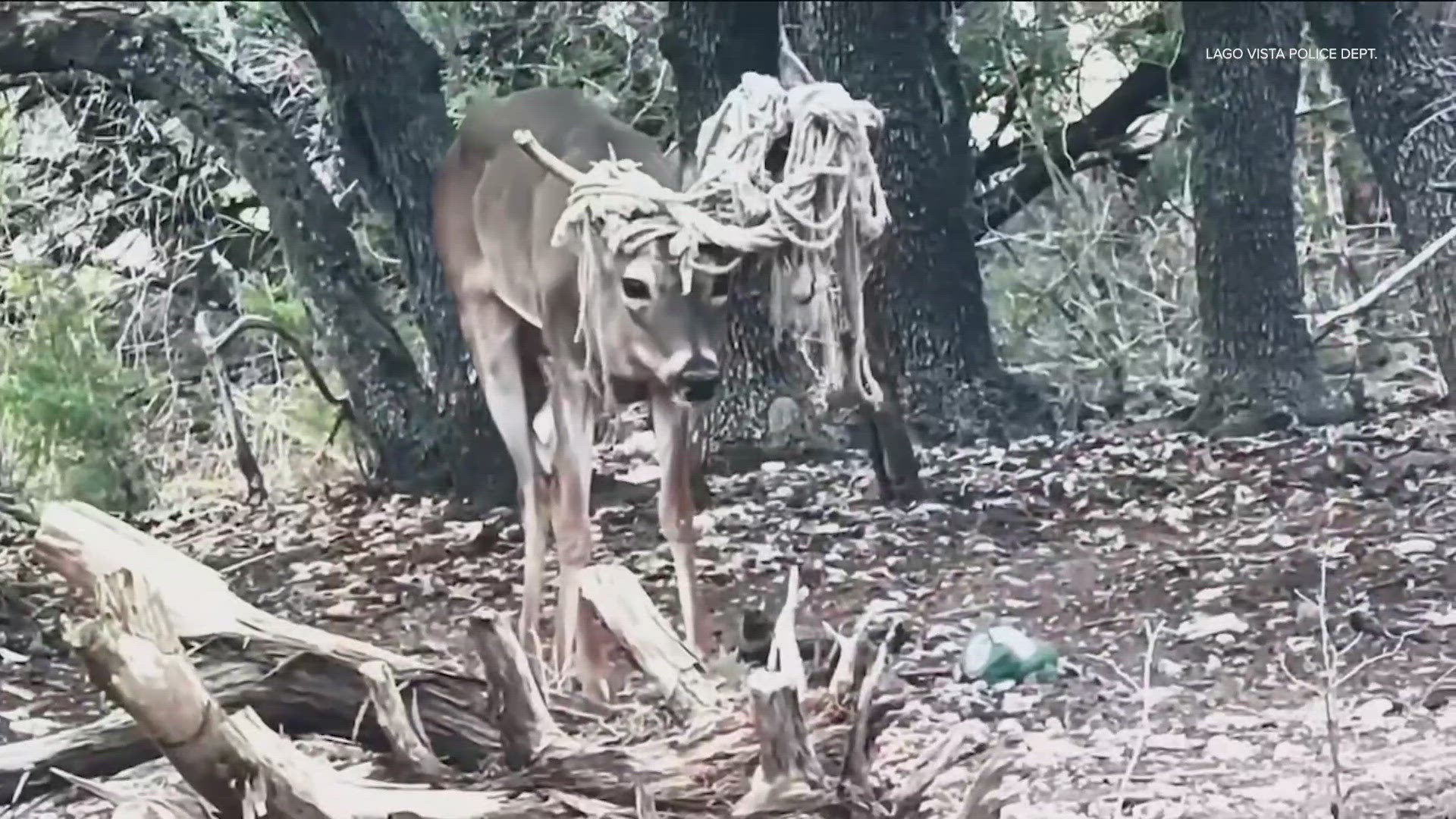 Deer found with hammock on antlers in Lago Vista | kvue.com
