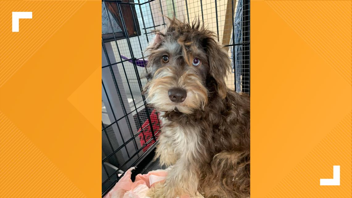 Over 50 dogs rescued from single home; soon to be available for ...