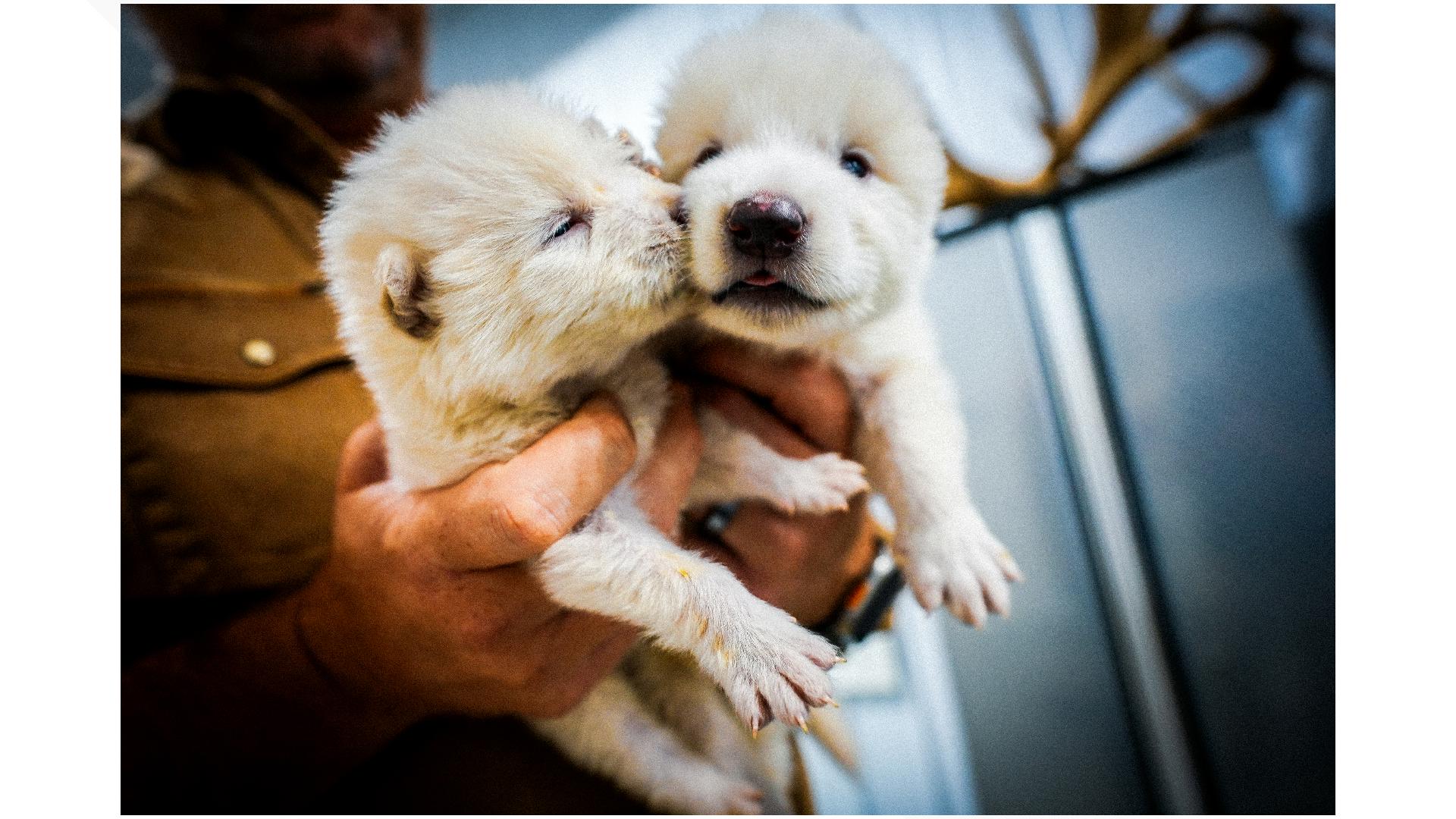 Dallas-based Colossal Bioscences announces rebirth of once-extinct dire ...