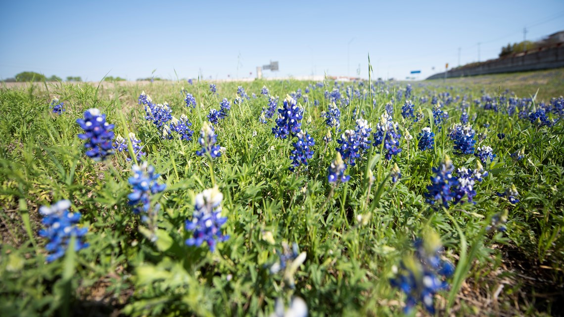 Austin, Texas bluebonnet season and uptick in snakes | kvue.com