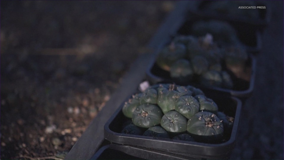 Peyote endangered in Texas | kvue.com