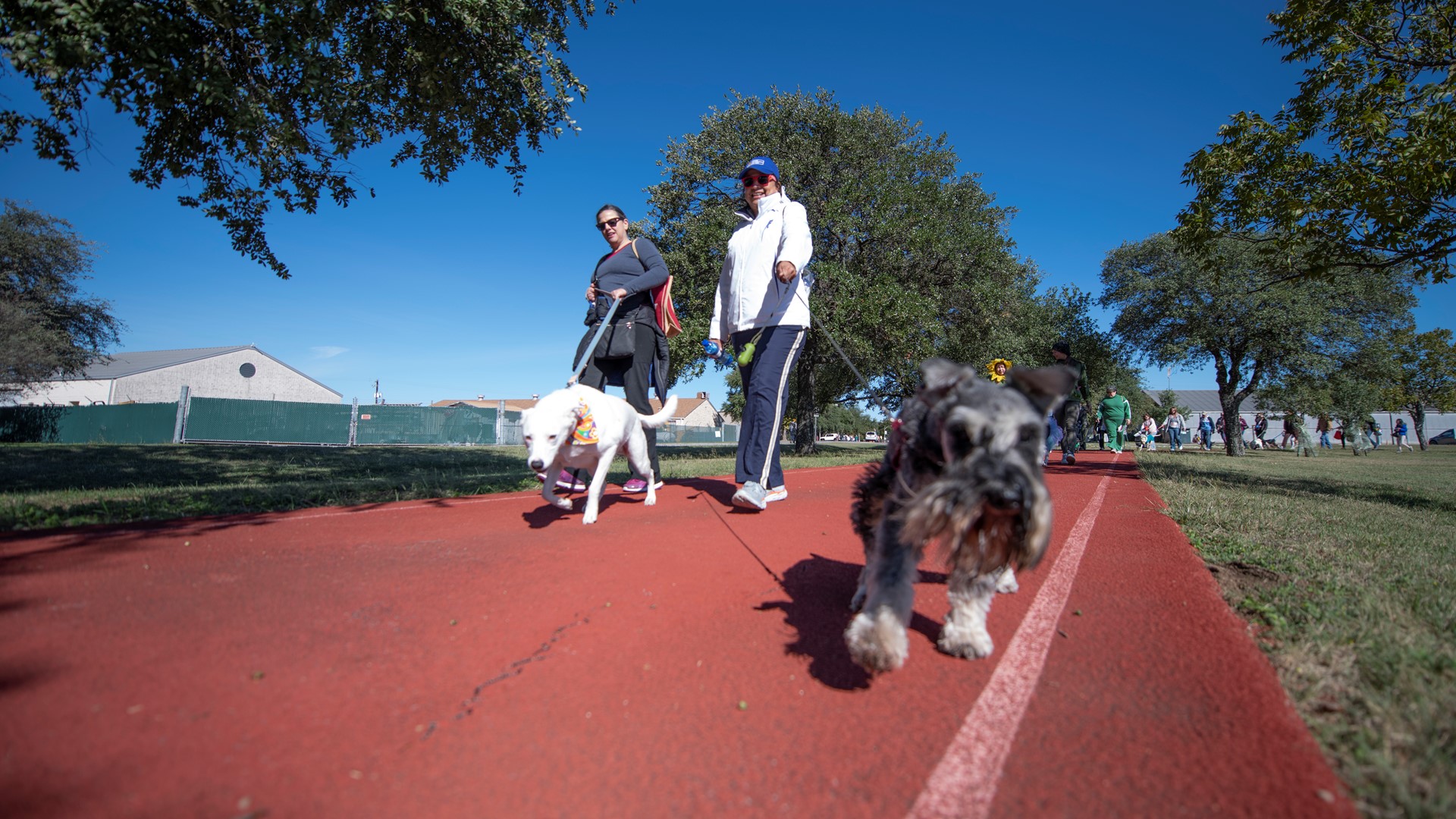 Austin-area pups fetch new world record at Mighty Texas Dog Walk | kvue.com