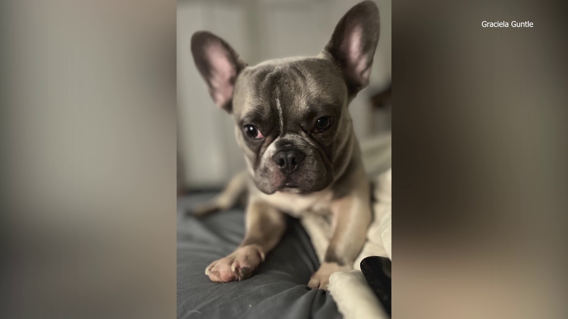 Austin French bulldog thefts: How dog owners can protect their pets ...