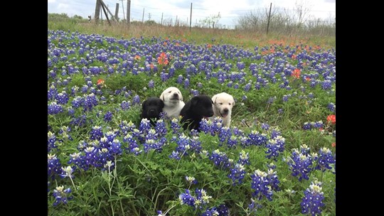 How to harvest bluebonnet seeds and when to pull up your plants | kvue.com