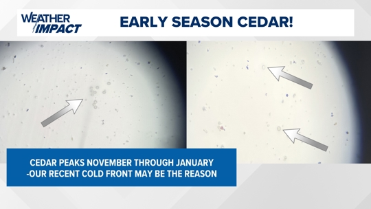 Central Texas allergies: Cedar returns to KVUE allergy count | kvue.com
