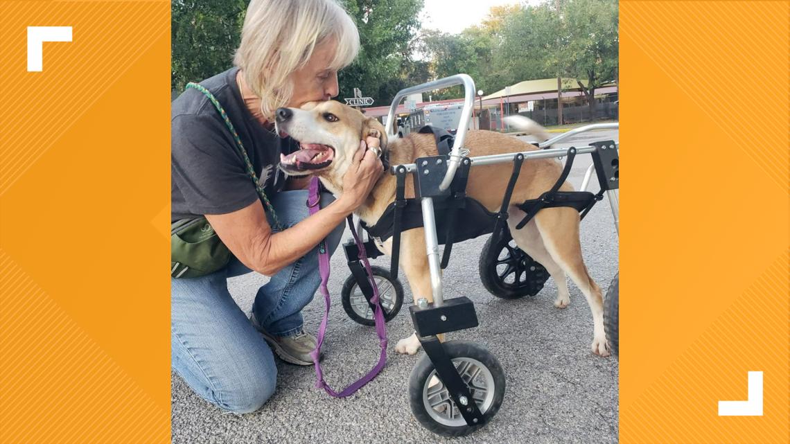 Man visited Austin Pets Alive! dog every day for 2 months | kvue.com