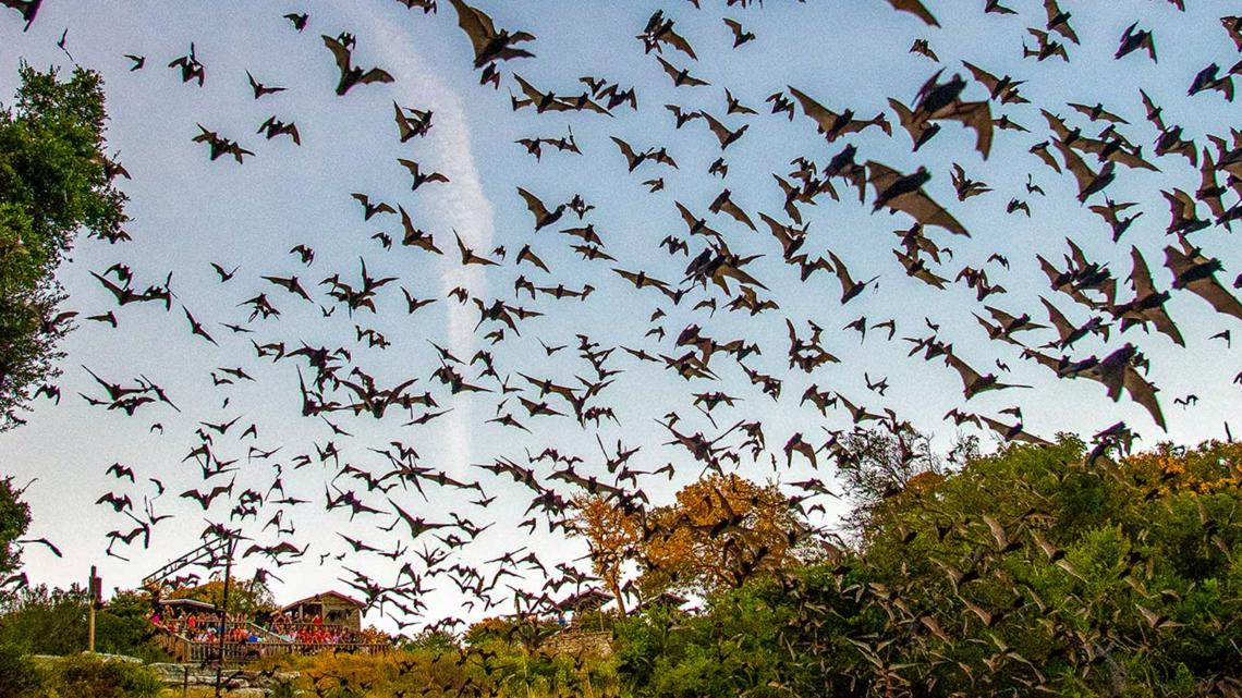 Old Tunnel State Park: Bats make abandoned railroad their home | kvue.com