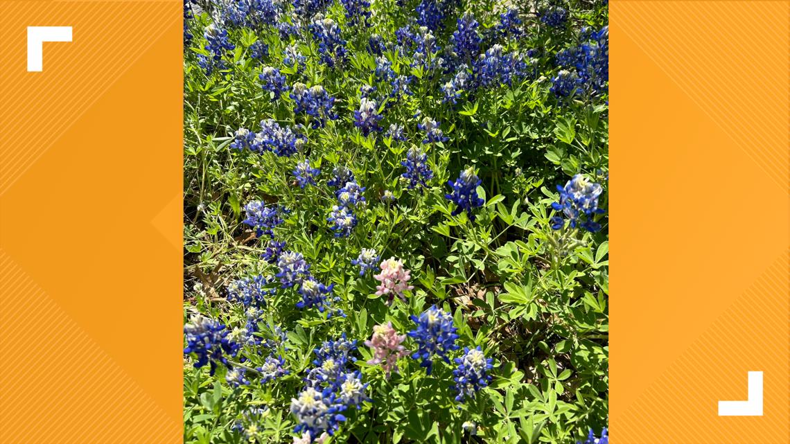 PHOTOS: Central Texans share their 2024 bluebonnet photos | kvue.com