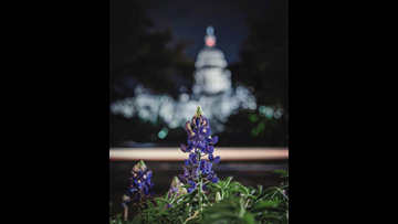 How to harvest bluebonnet seeds and when to pull up your plants | kvue.com