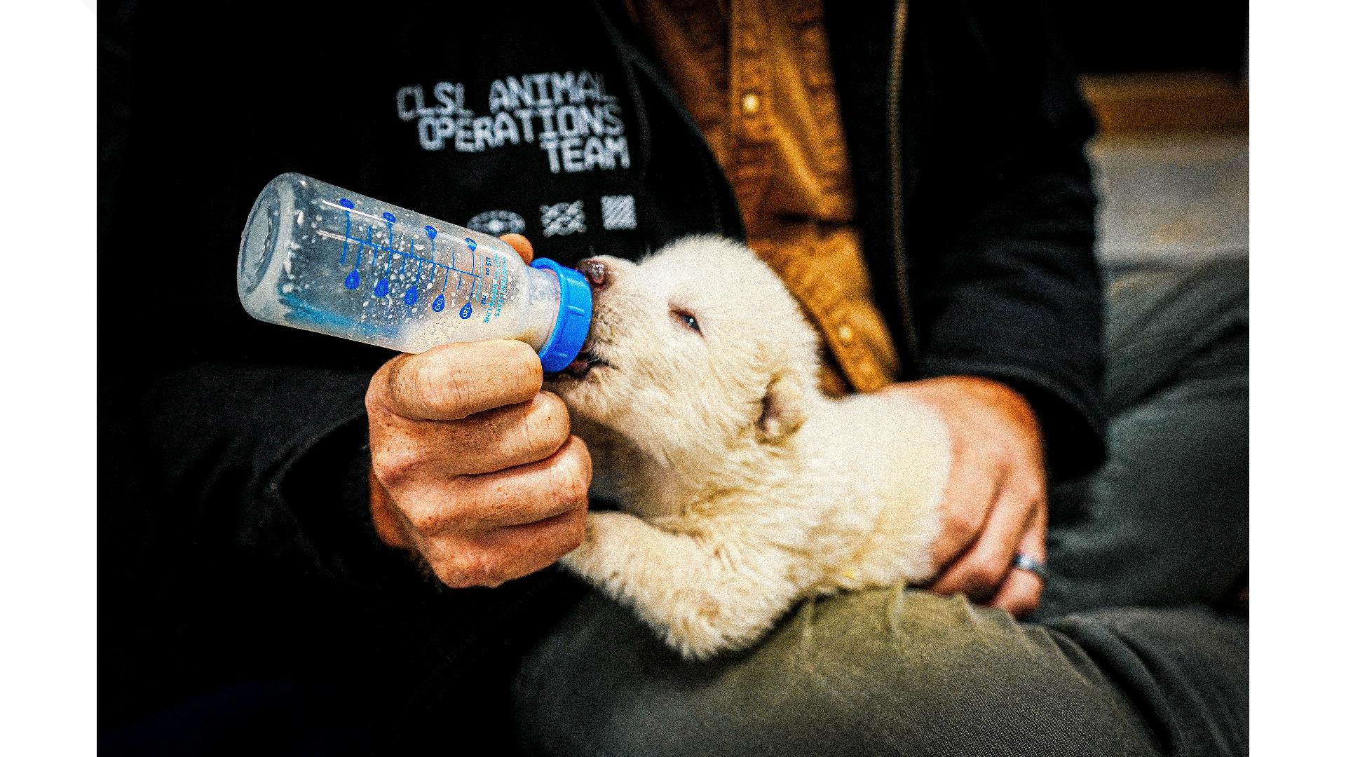 Dallas-based Colossal Bioscences announces rebirth of once-extinct dire ...