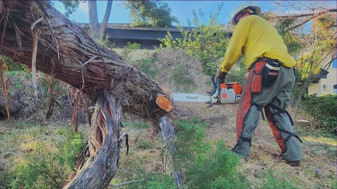 Texas A&M Forest Service: Ice storm damaged more than 10 million Austin ...
