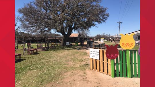 Sweet Berry Farm opens for tulip picking | kvue.com