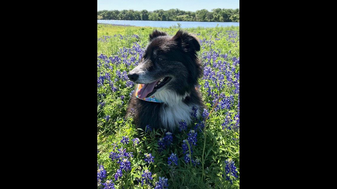 How to harvest bluebonnet seeds and when to pull up your plants | kvue.com