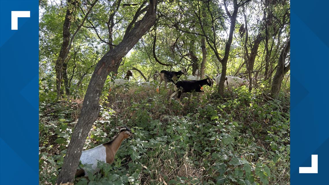 Austin, Texas, goats help clear poison ivy from Hike & Bike Trail ...