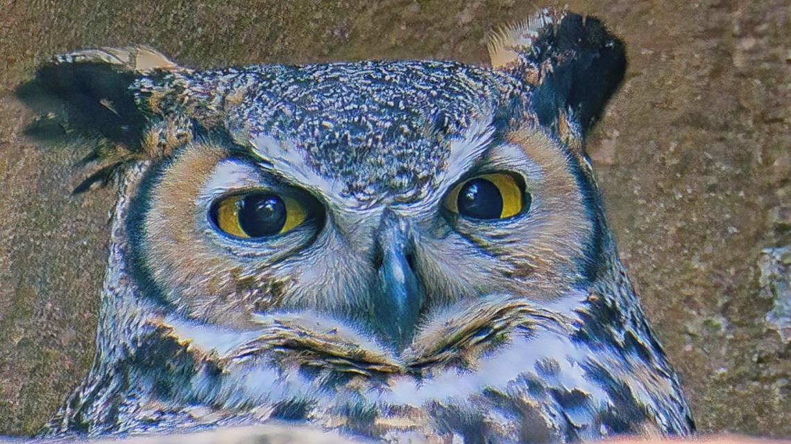 Athena the owl livestream: Lady Bird Johnson Wildflower Center launches ...
