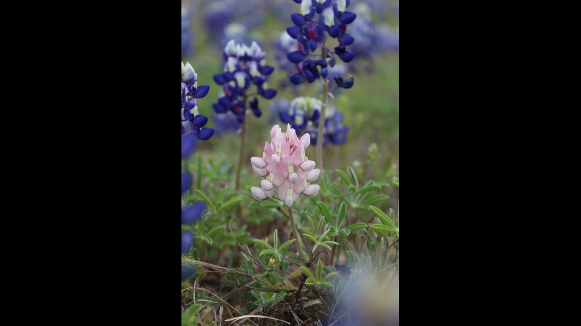 How to harvest bluebonnet seeds and when to pull up your plants | kvue.com