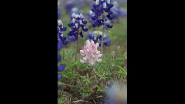 How to harvest bluebonnet seeds and when to pull up your plants | kvue.com