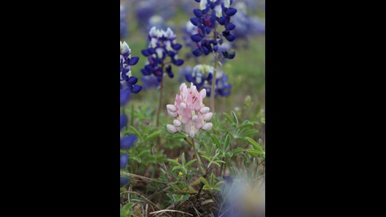 How to harvest bluebonnet seeds and when to pull up your plants | kvue.com