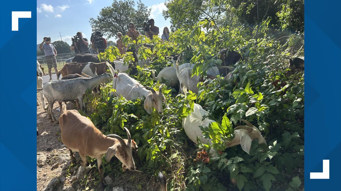 Austin, Texas, goats help clear poison ivy from Hike & Bike Trail ...