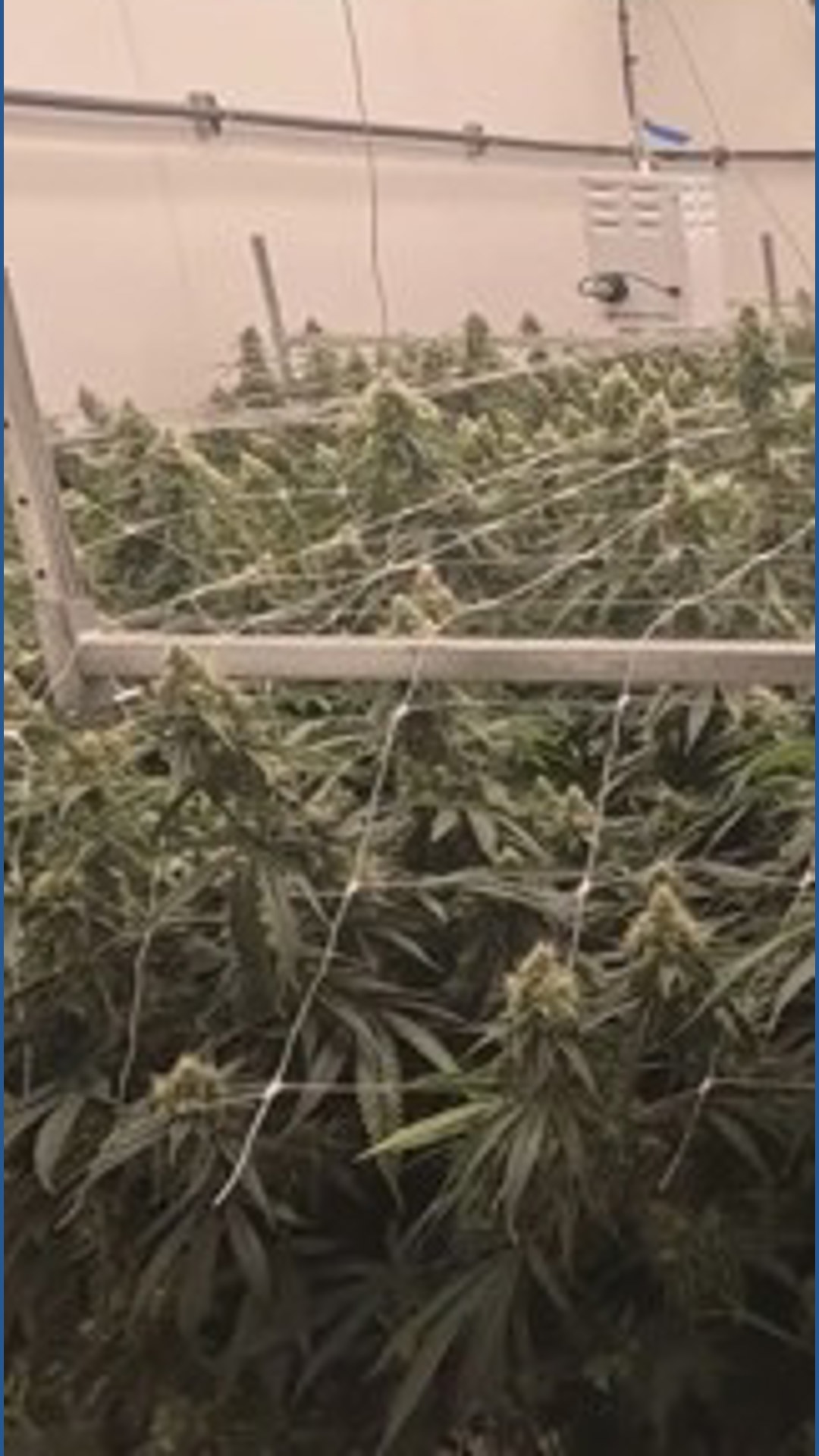Medical cannabis distributor opens new headquarters in Bastrop County ...