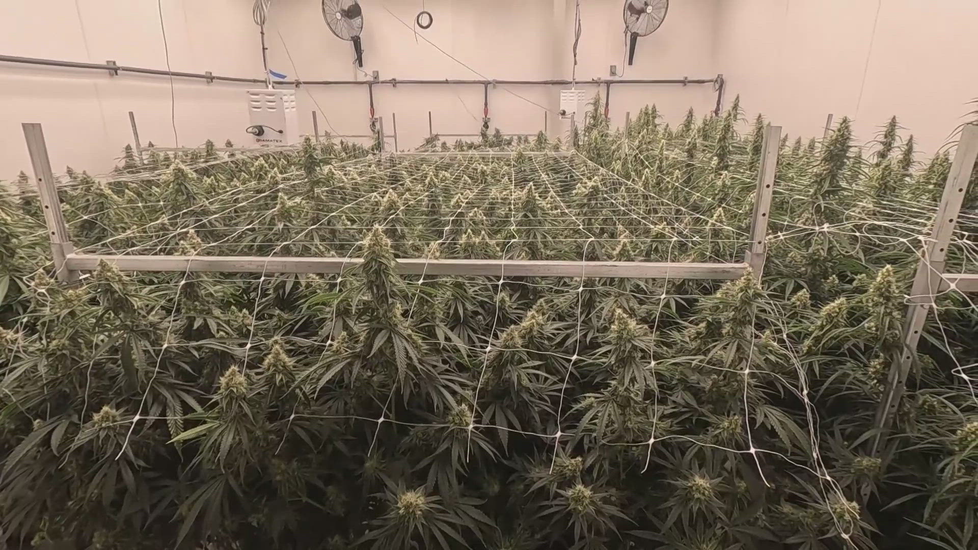 Texas Original opens state's largest medical cannabis facility in ...