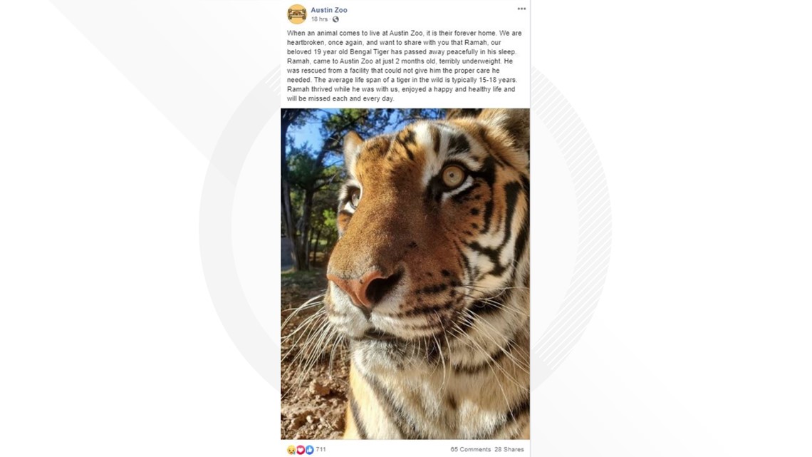 Austin Zoo mourning after Bengal tiger dies 'peacefully' in his sleep ...