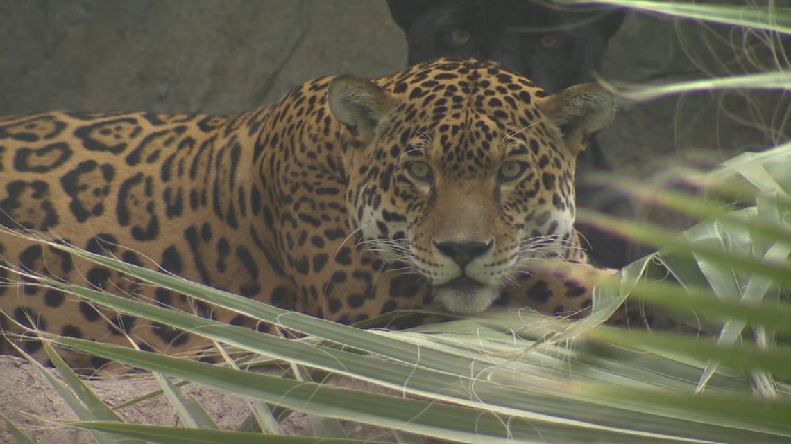 Animal World and Snake Farm Zoo in New Braunfels experience | kvue.com