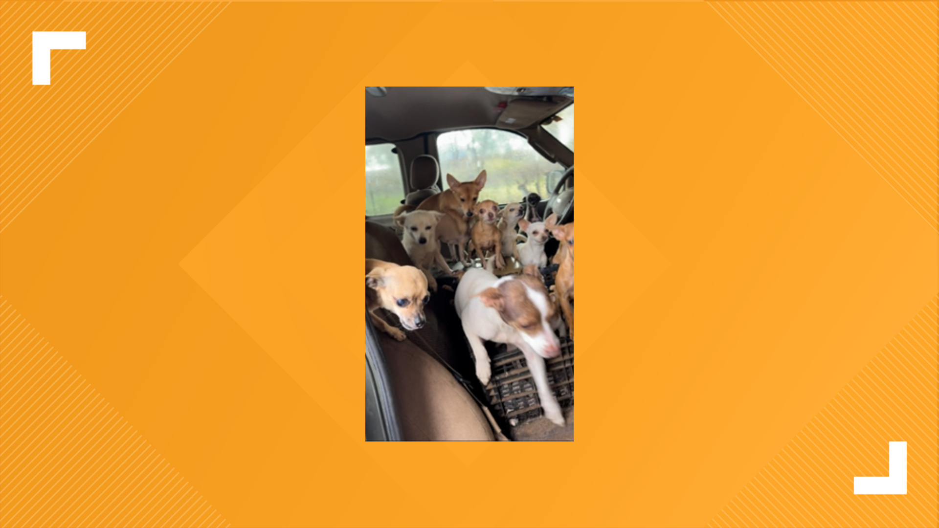 Austin Humane Society takes in 13 dogs from Comanche Co. property ...