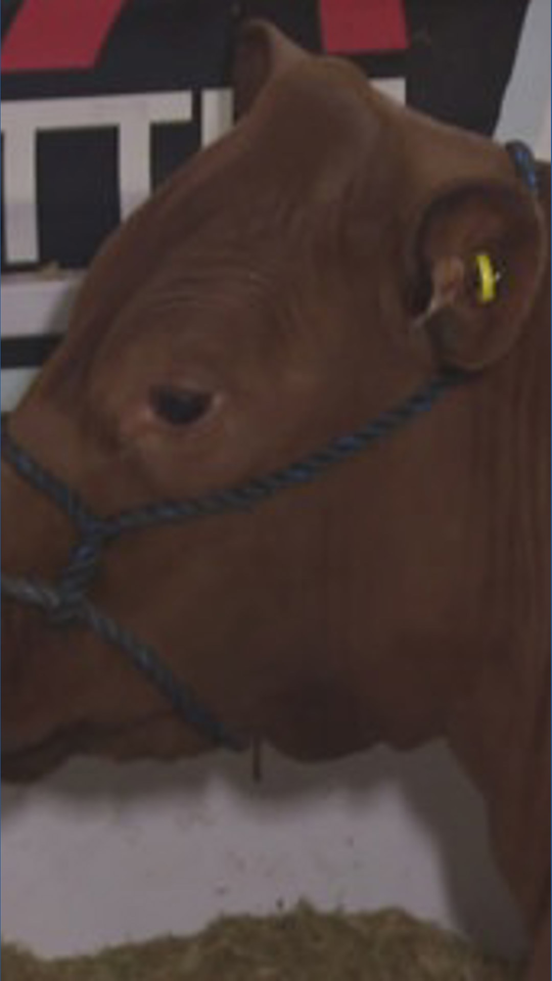 Rodeo Austin begins Friday at Travis County Expo Center | kvue.com