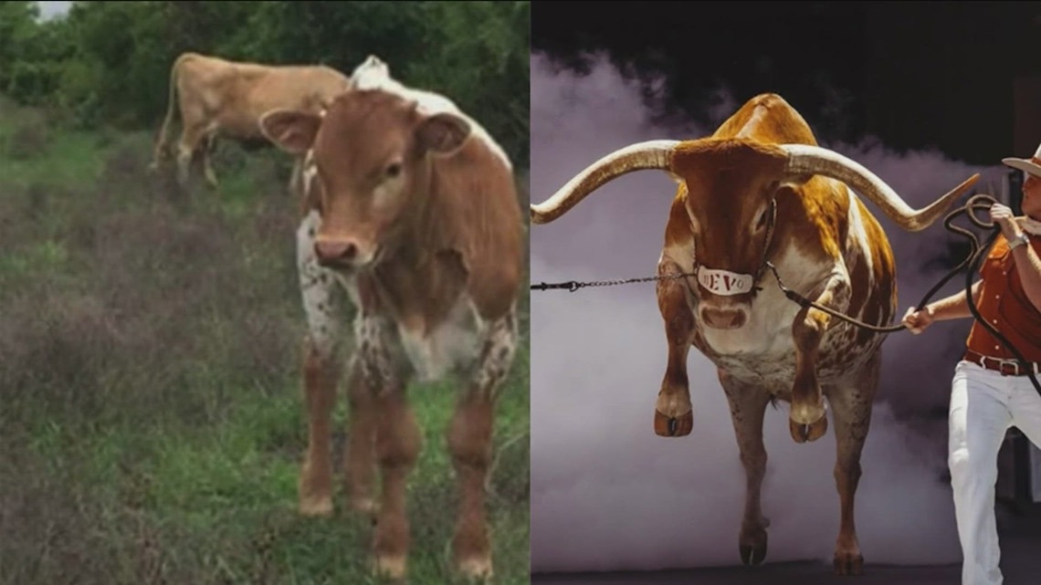 Bevo XV is 10! | Take a look back at the beloved mascot's debut | kvue.com