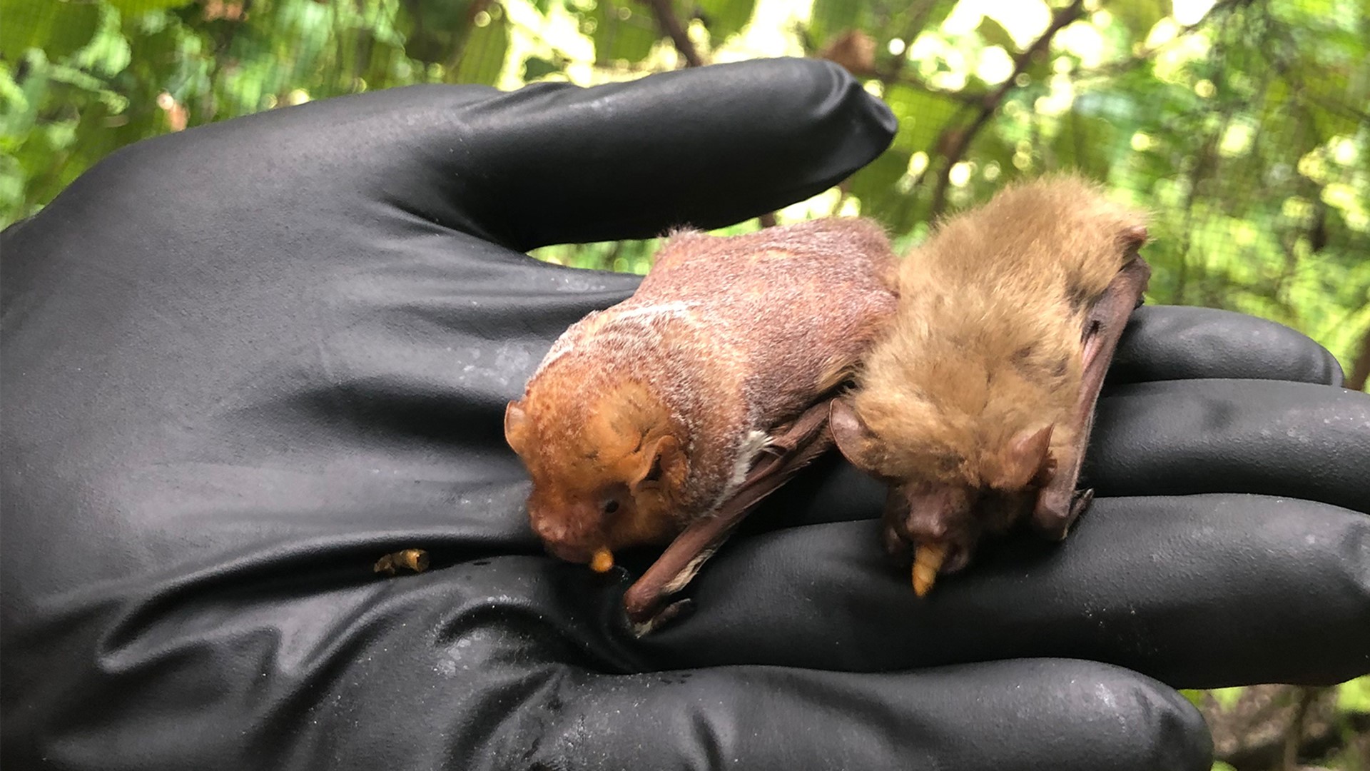 Under the Congress Bridge: Austin Bat Refuge keeps them flying | kvue.com
