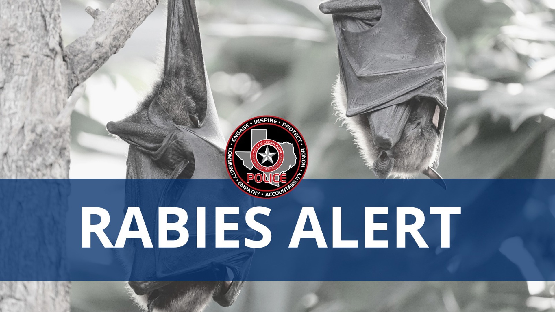 Rabid bat found in Cedar Park for 5th time this year | kvue.com