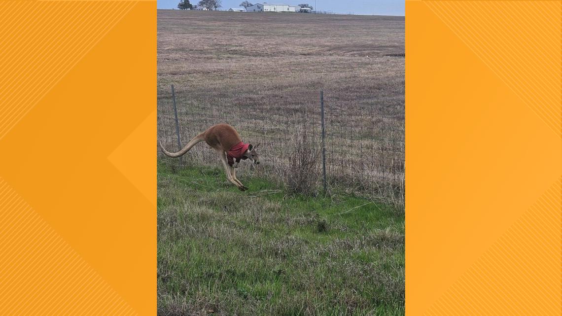 'Concrete cancer' impacting swimming pools in Austin, Texas, area ...