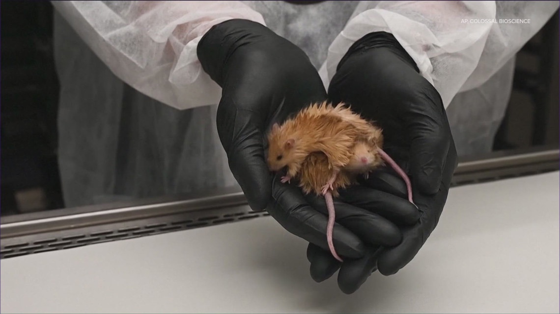 Wholly mouse genetically-engineered to have characteristics similar to ...