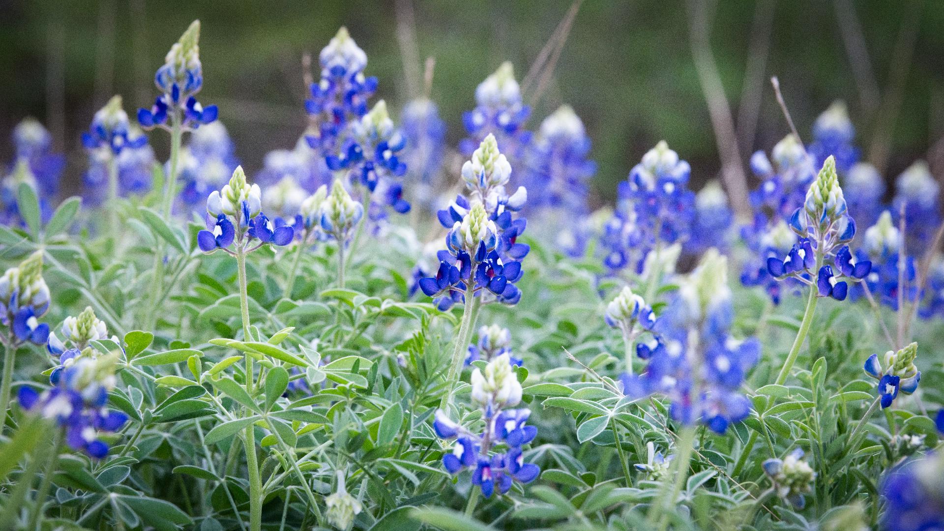 Why are bluebonnets a symbol of Texas? | kvue.com
