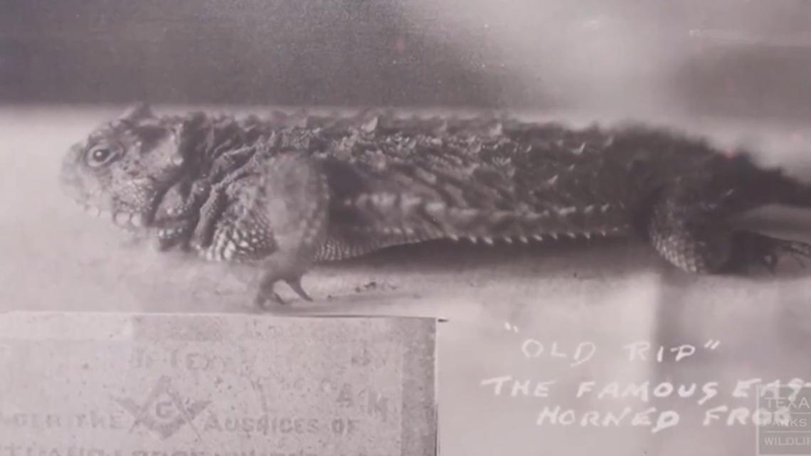 The story of Ol' Rip the Horned Toad, the Texas lizard that met a US ...