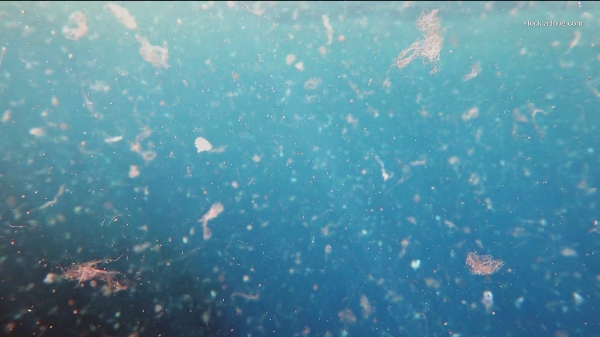 Researchers In Austin Have Found That Microplastics Are Collecting Researchers In Austin Have Found That Microplastics Are Collecting