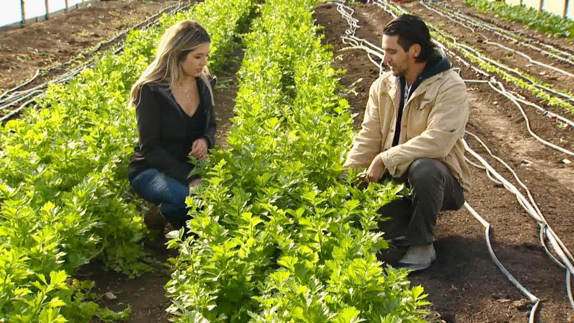 'This is the real deal' | What it takes to be a small-scale farmer ...